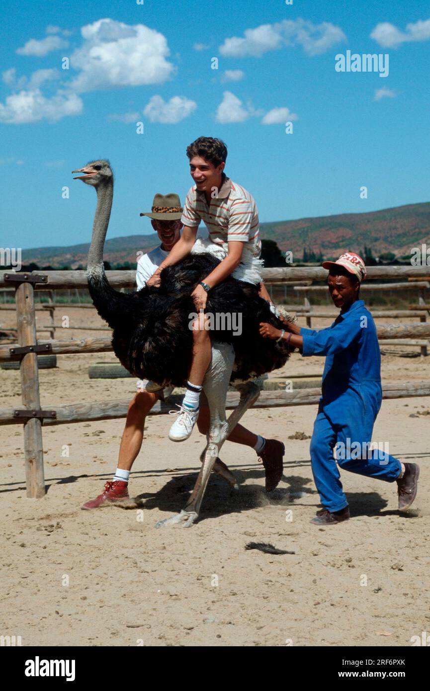 Ostrich and man hi-res stock photography and images - Alamy