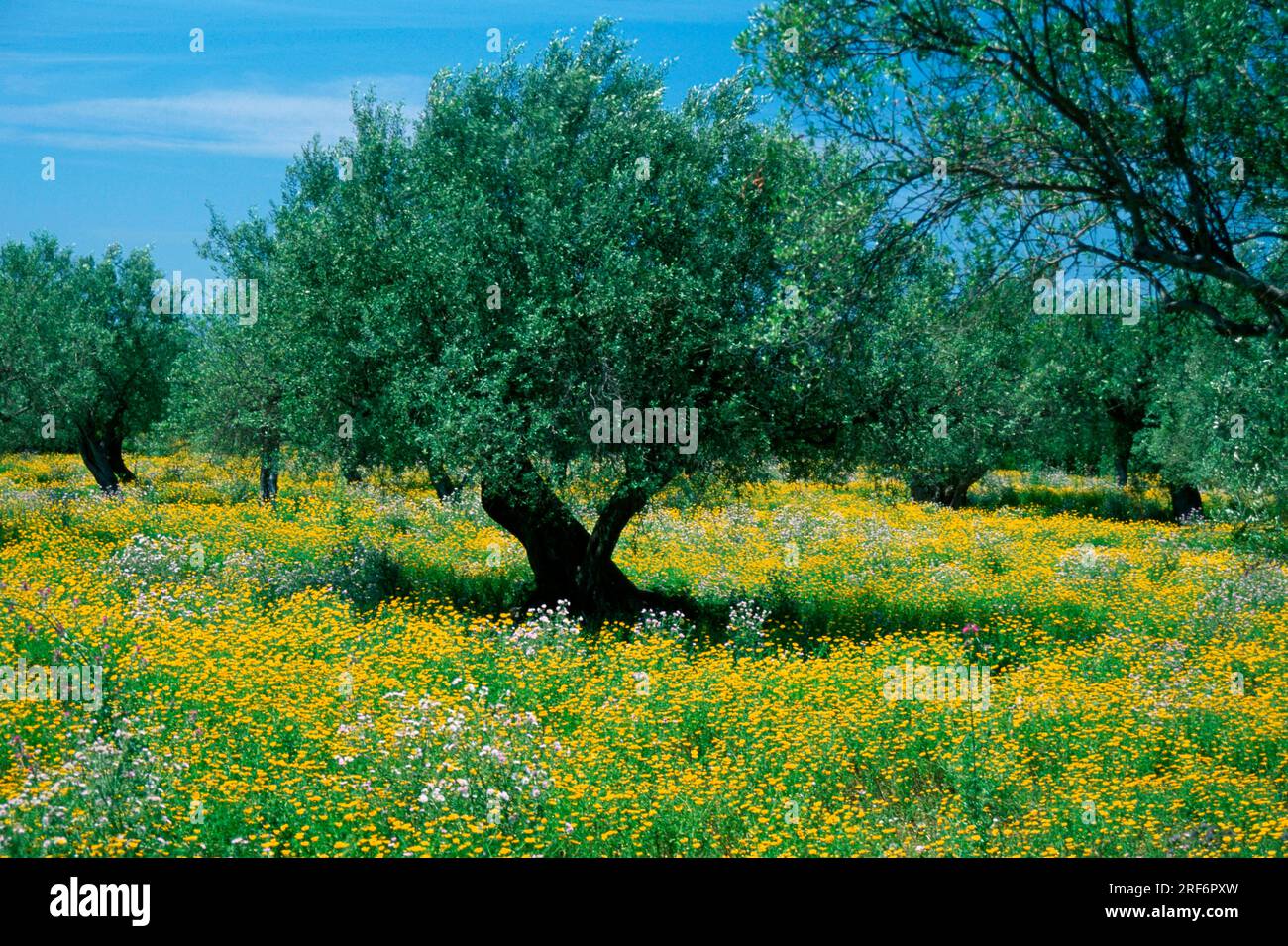 Olive tree olea europea hi-res stock photography and images - Alamy