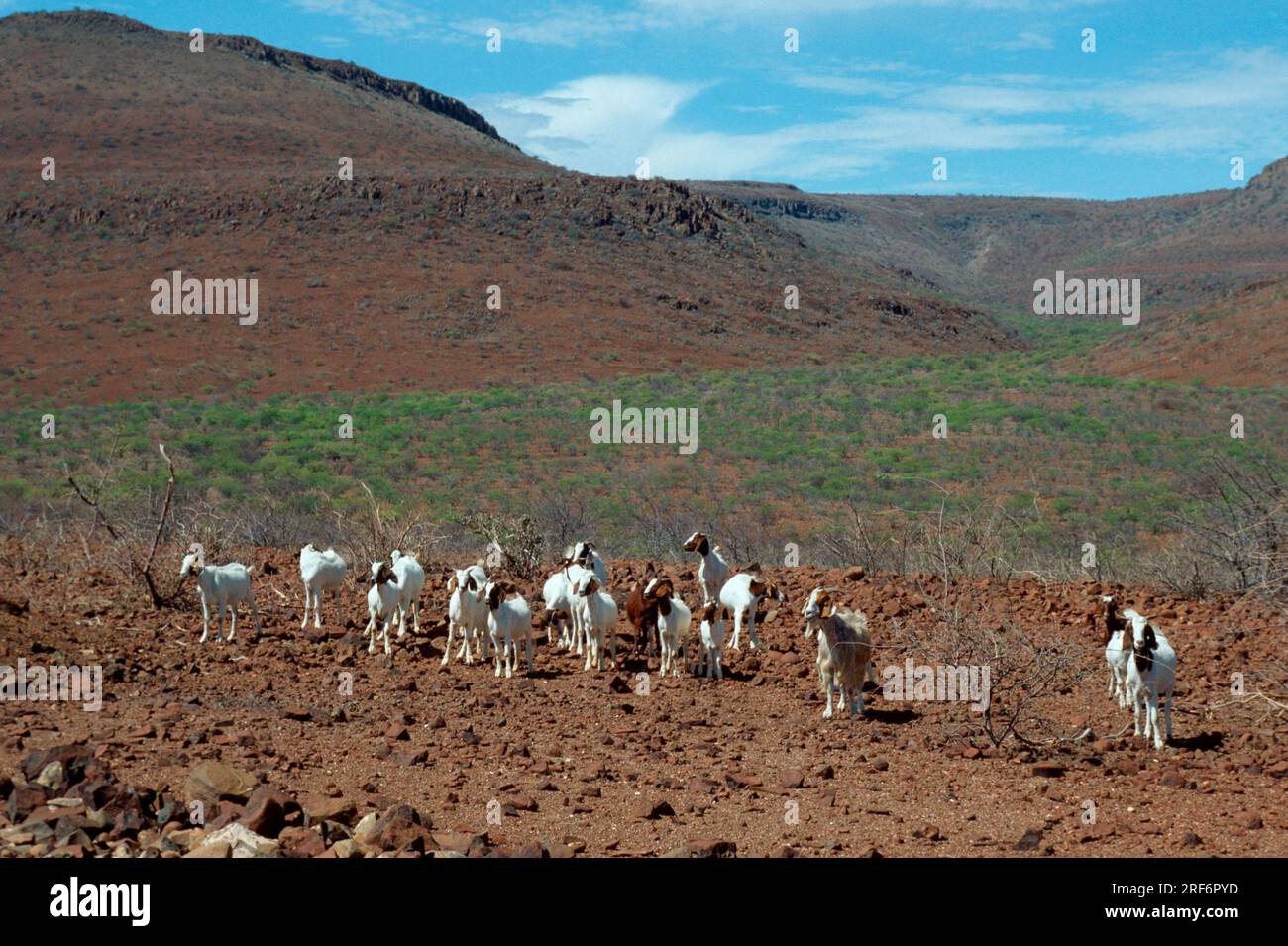 Goat namibia hi-res stock photography and images - Alamy
