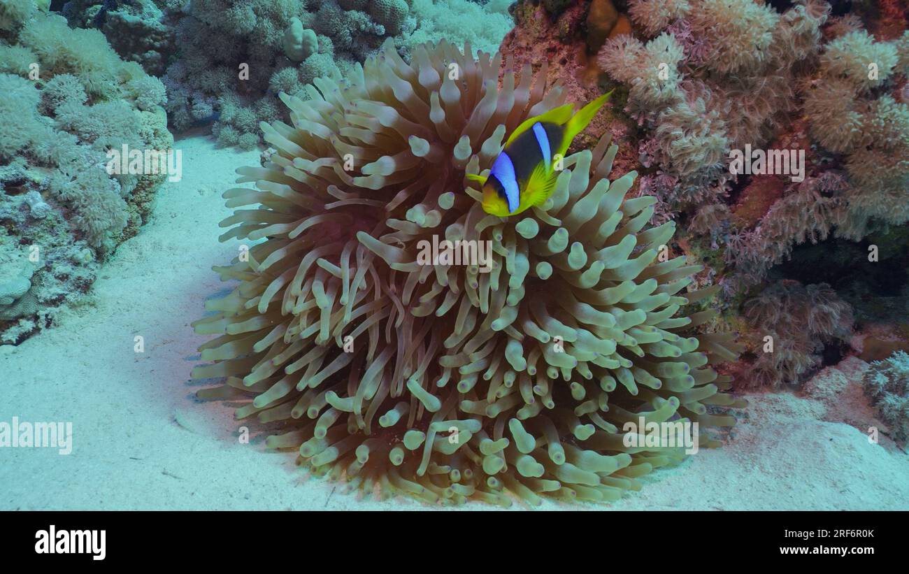 Red Sea Clownfish or Threebanded Anemonefish (Amphiprion bicinctus ...