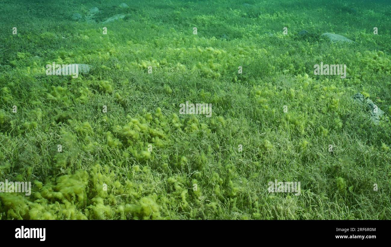 Manatee Grass Syringodium
