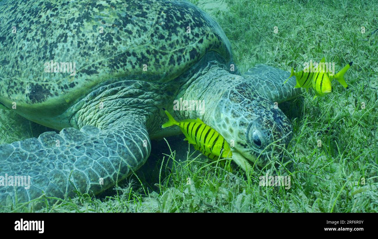 Great Green Sea Turtle (Chelonia mydas) with group of Golden Trevally ...