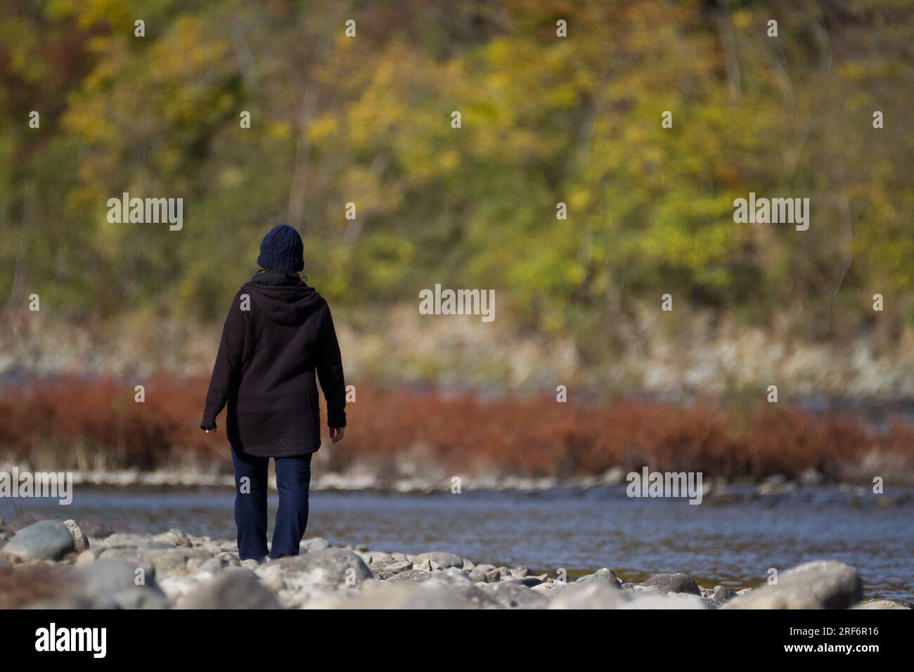 A woman walking along the the wild banks of the Sagami River near ...