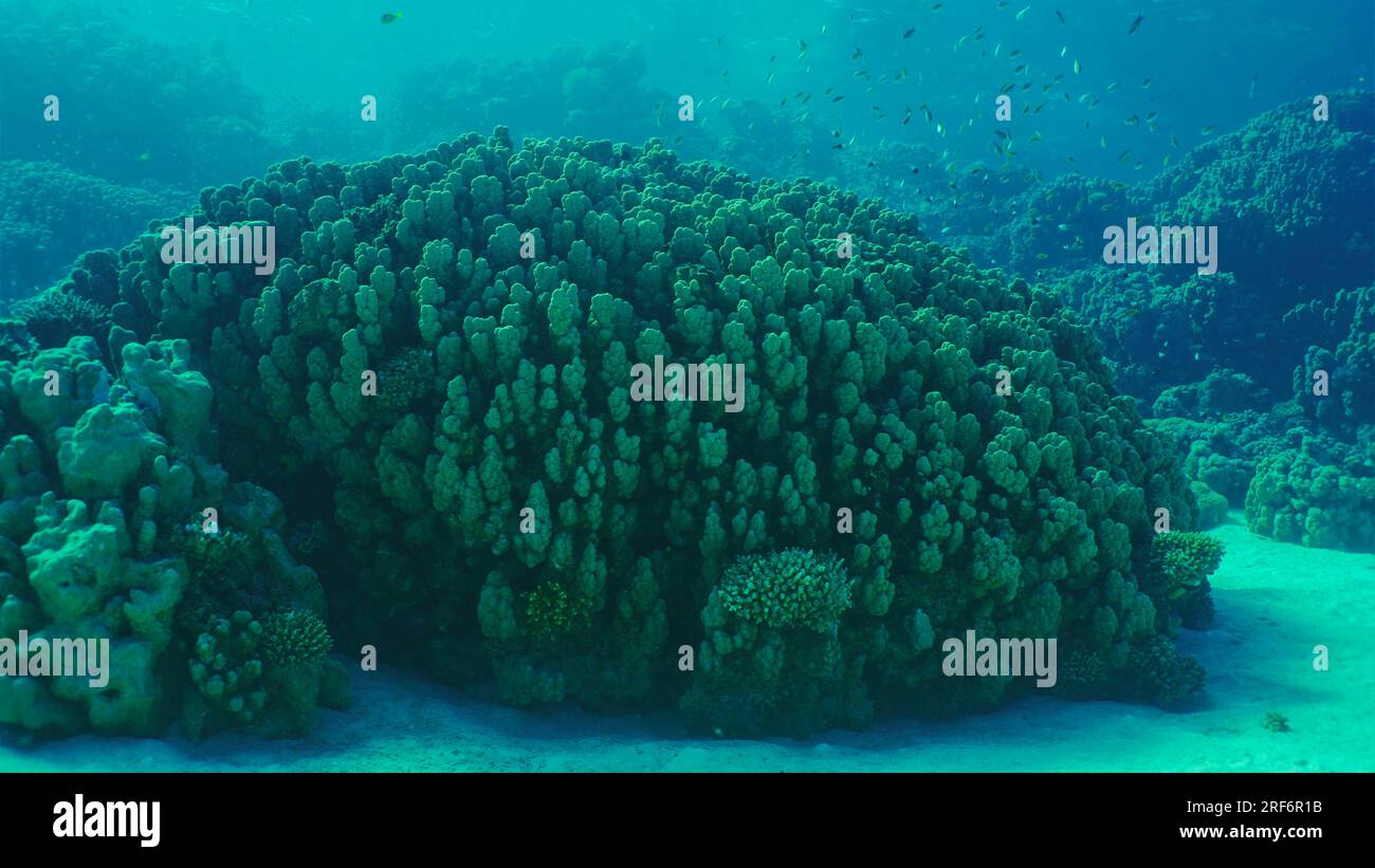Hard corals colony Porites, tropical fish swim above top of coral reef ...