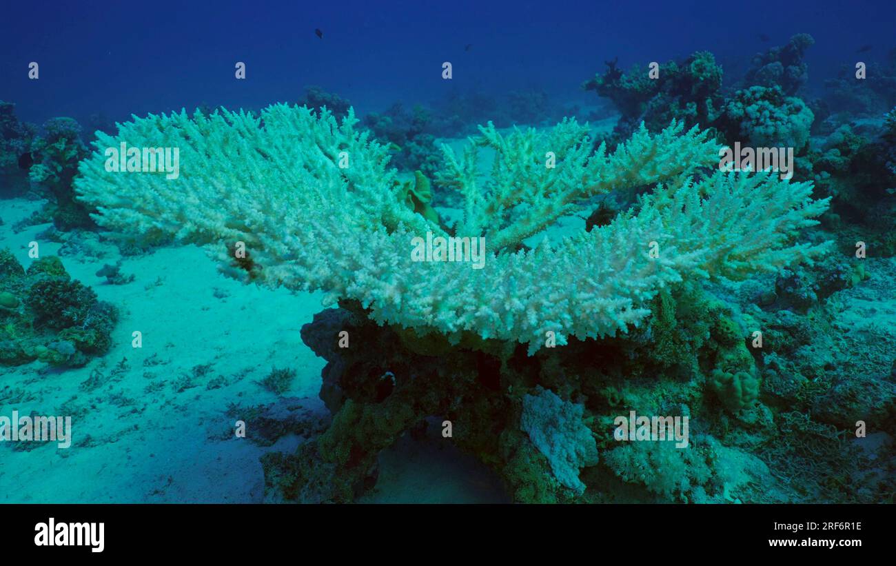 Bleached Hard Table Coral Acropora. Bleaching and death of corals from ...