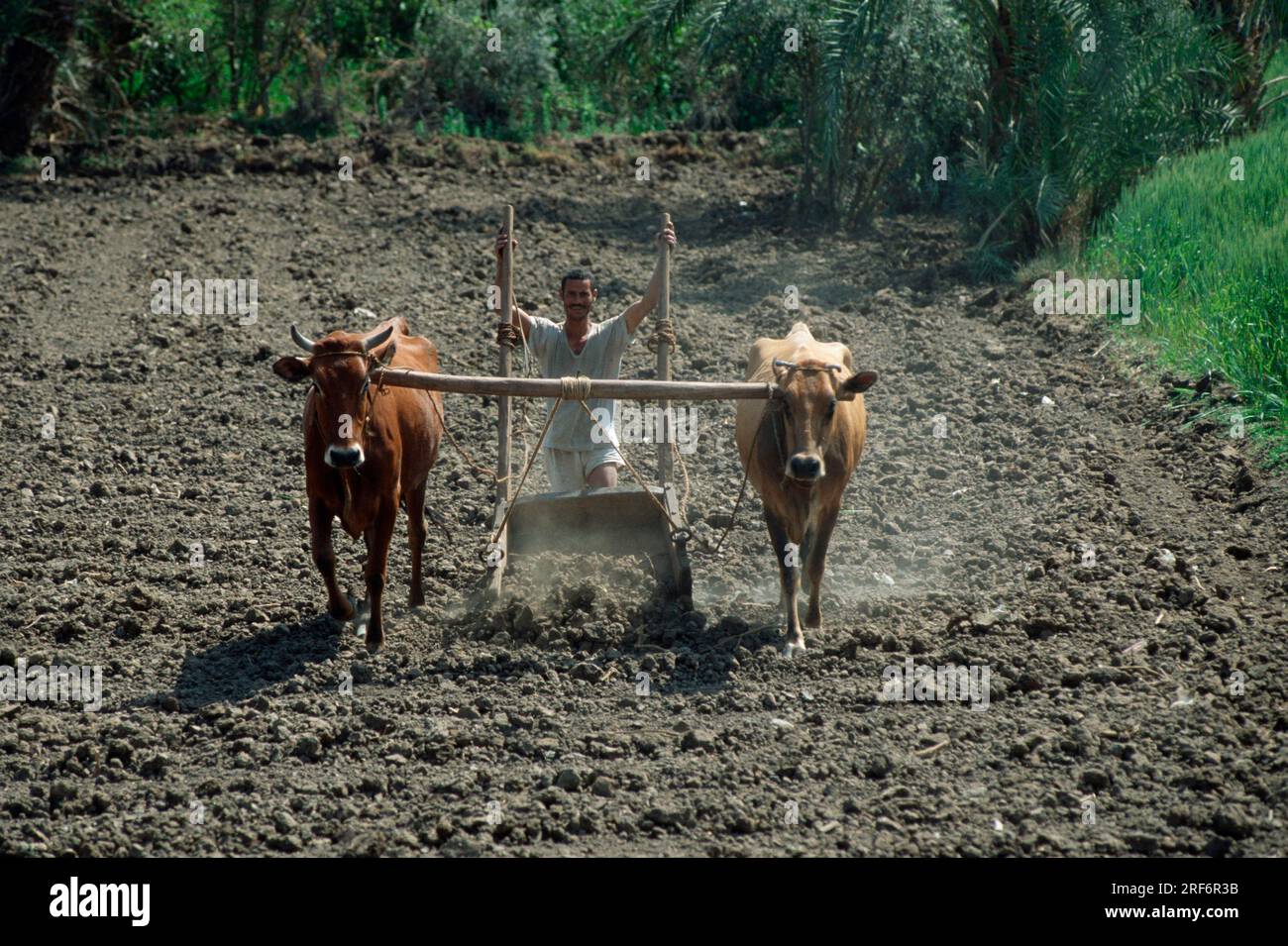 Man with domestic cattle working in the field, Fayum Oasis, Egypt, cow ...