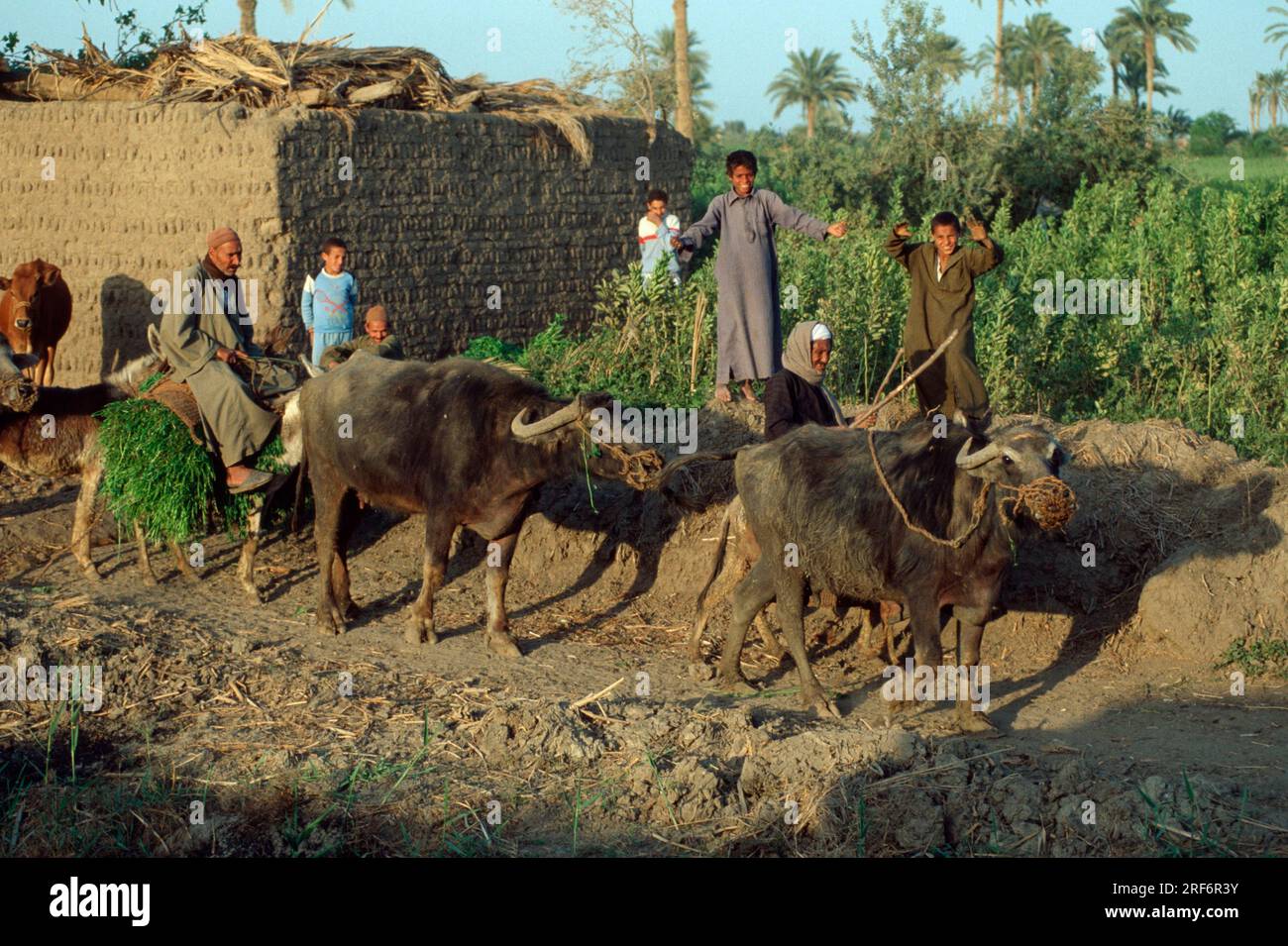 People and house buffalo (Bos arnee), Fayum Oasis, domestic buffalo ...