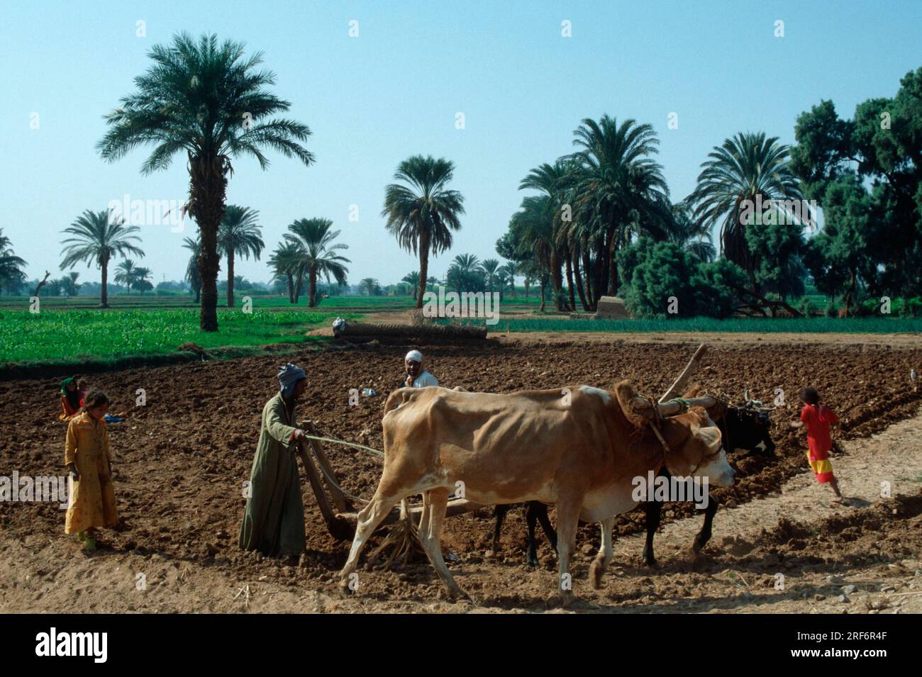 Cow egypt hi-res stock photography and images - Alamy