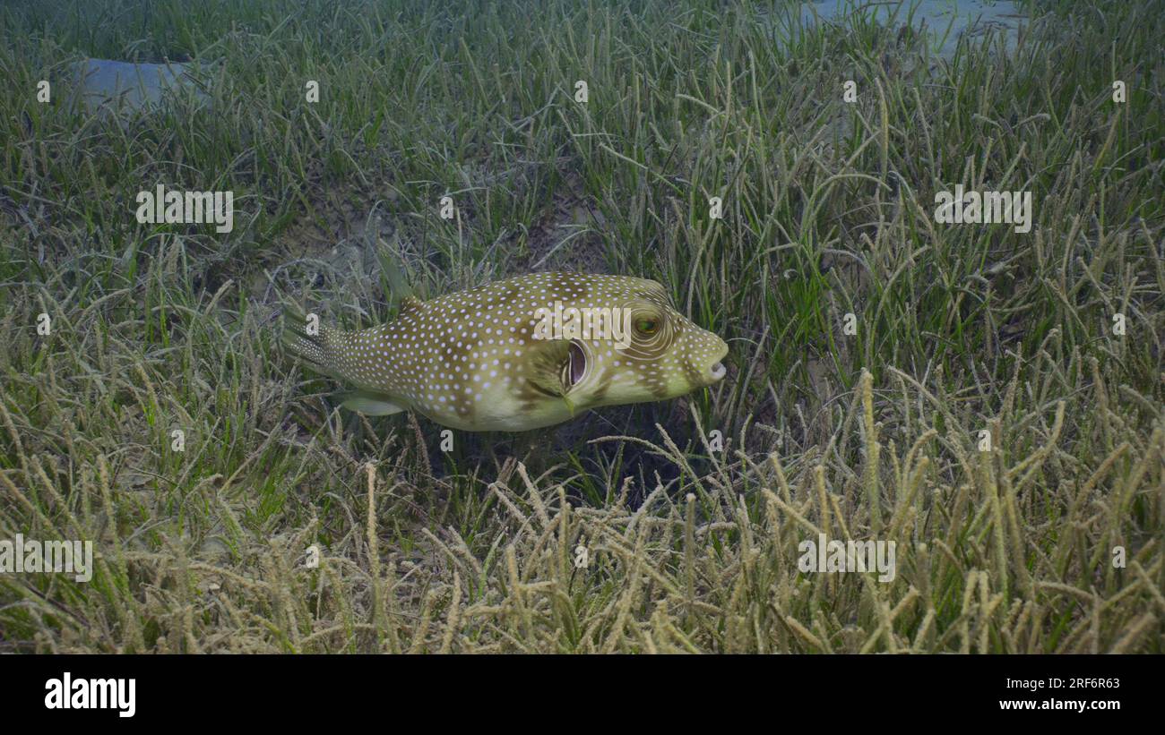 Broadbarred Toadfish or White-spotted puffer (Arothron hispidus) swims ...