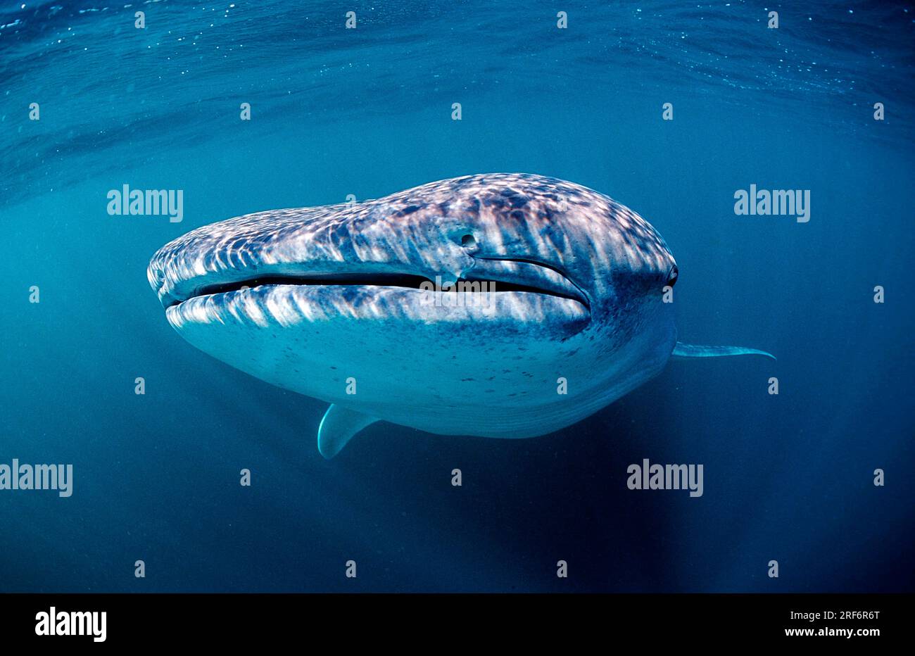 Whale shark (Rhincodon typus), Gulf of Tadjoura, Tadjourah, Djibouti ...