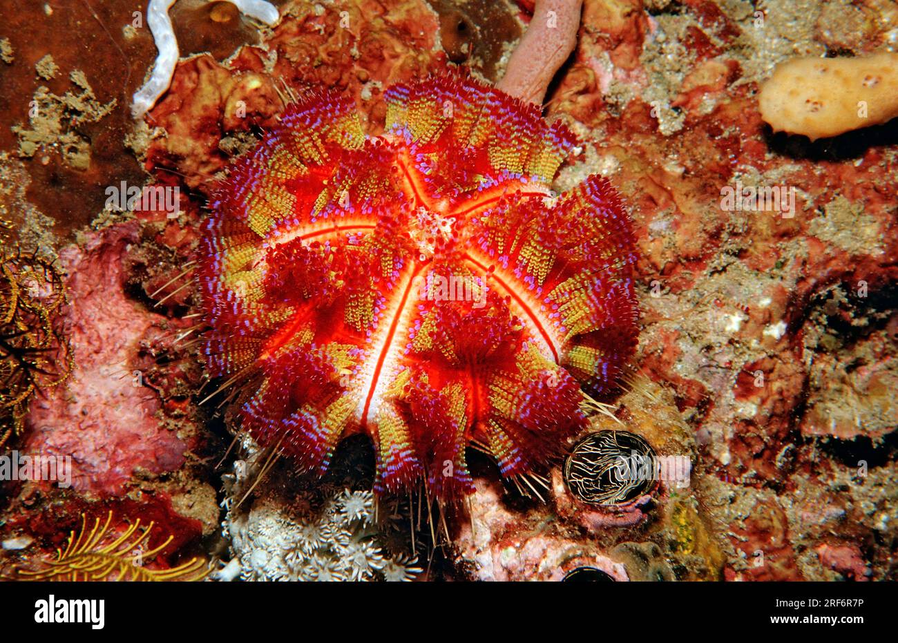 Fire urchin, Komodo Variable Fire Urchin (Asthenosoma varium ...