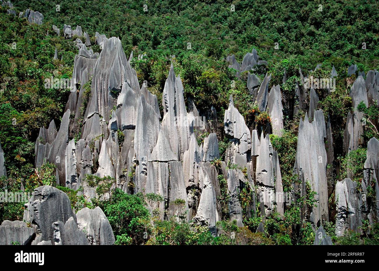 Limestone pinnacles, Sarawak, Gunung Mulu National Park, Borneo ...