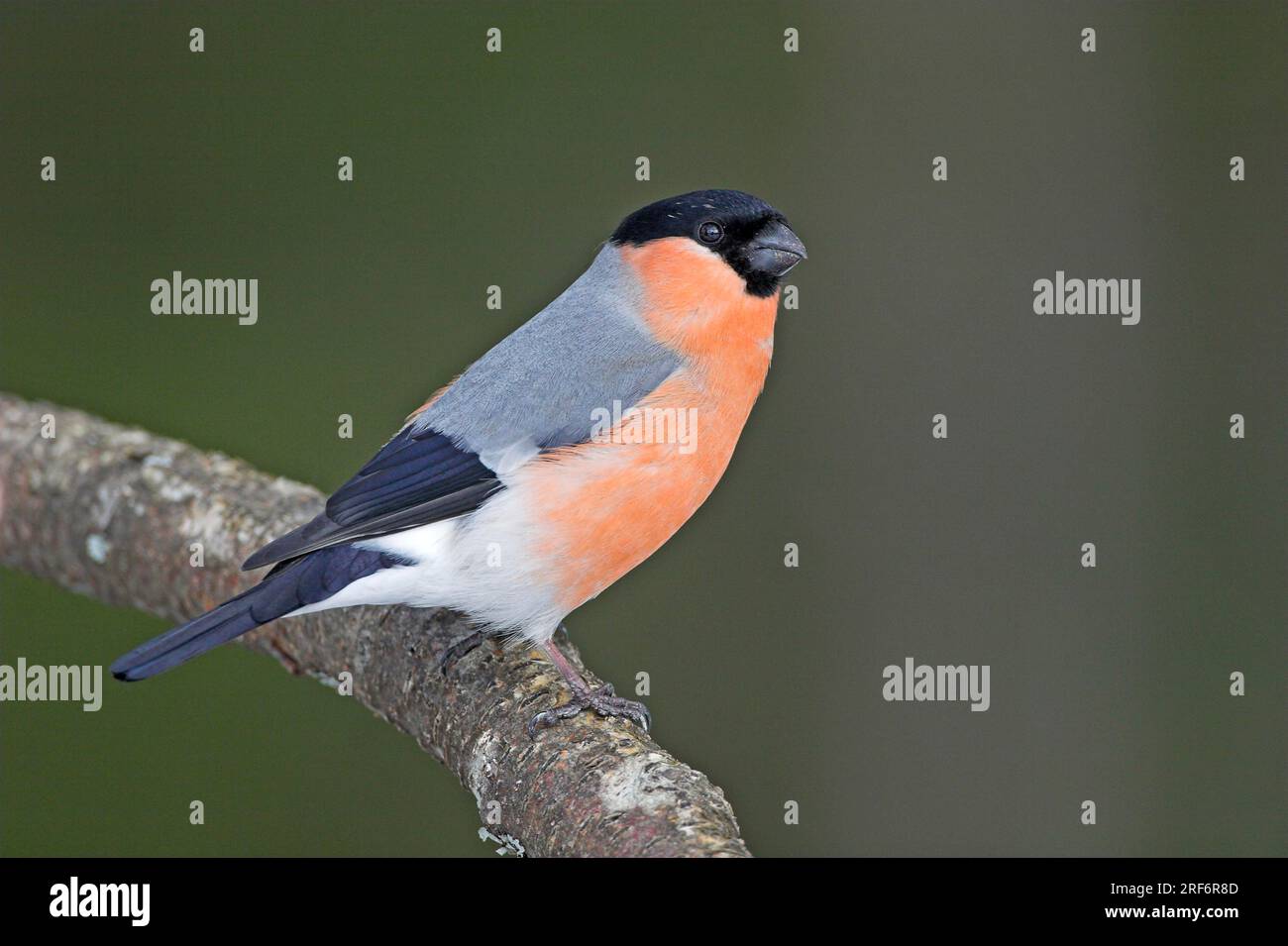 Bullfinch (Pyrrhula pyrrhula), male, finches, side Stock Photo - Alamy