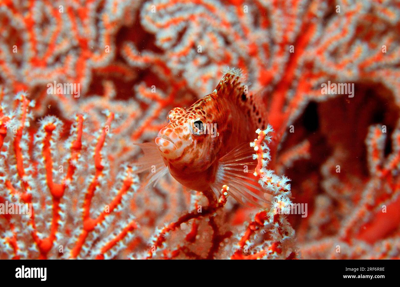 Coral guard hi-res stock photography and images - Alamy