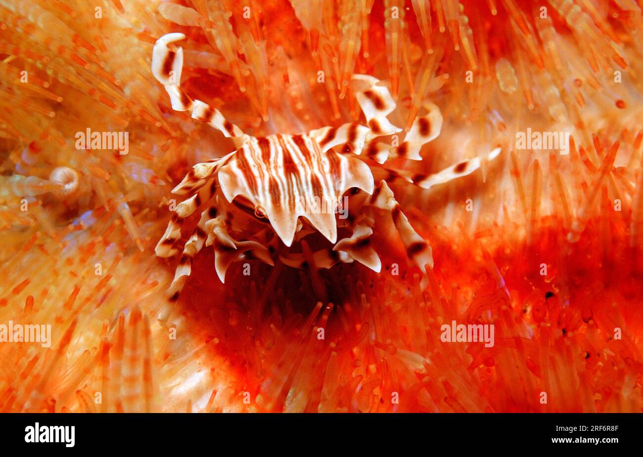 Zebra crab on fire urchin, Komodo Variable Fire Urchin (Asthenosoma ...