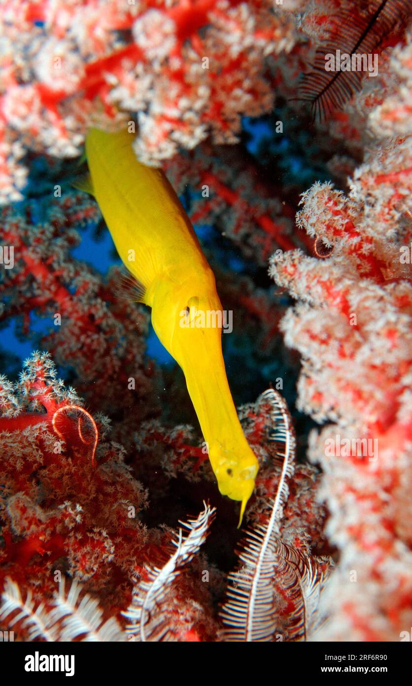 Trumpetfish, Chinese trumpetfish (Aulostomus chinensis), Indonesia ...