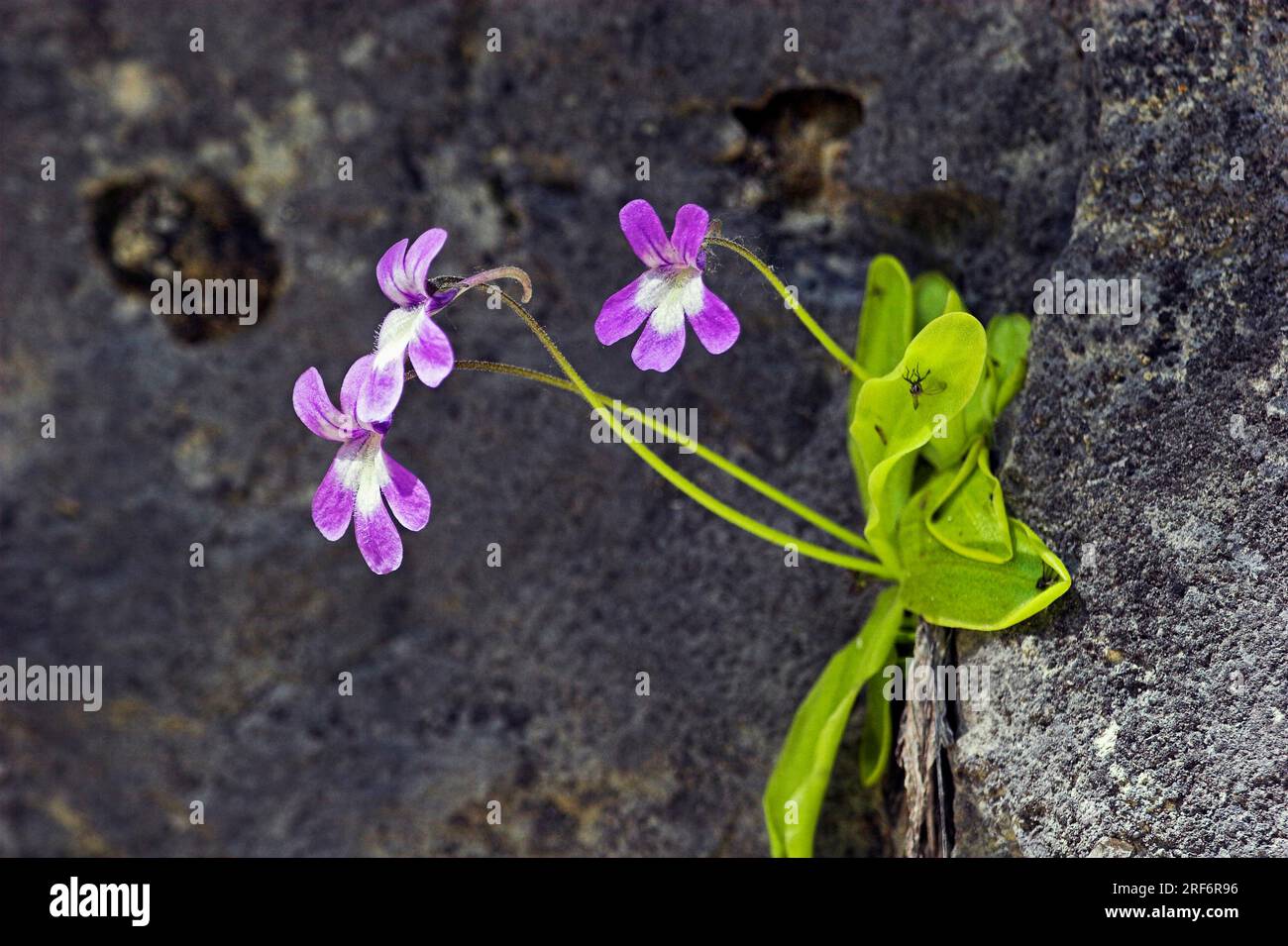 Common Butterwort (Pinguicula vulgaris), Ordesa national park, Pyrenees ...