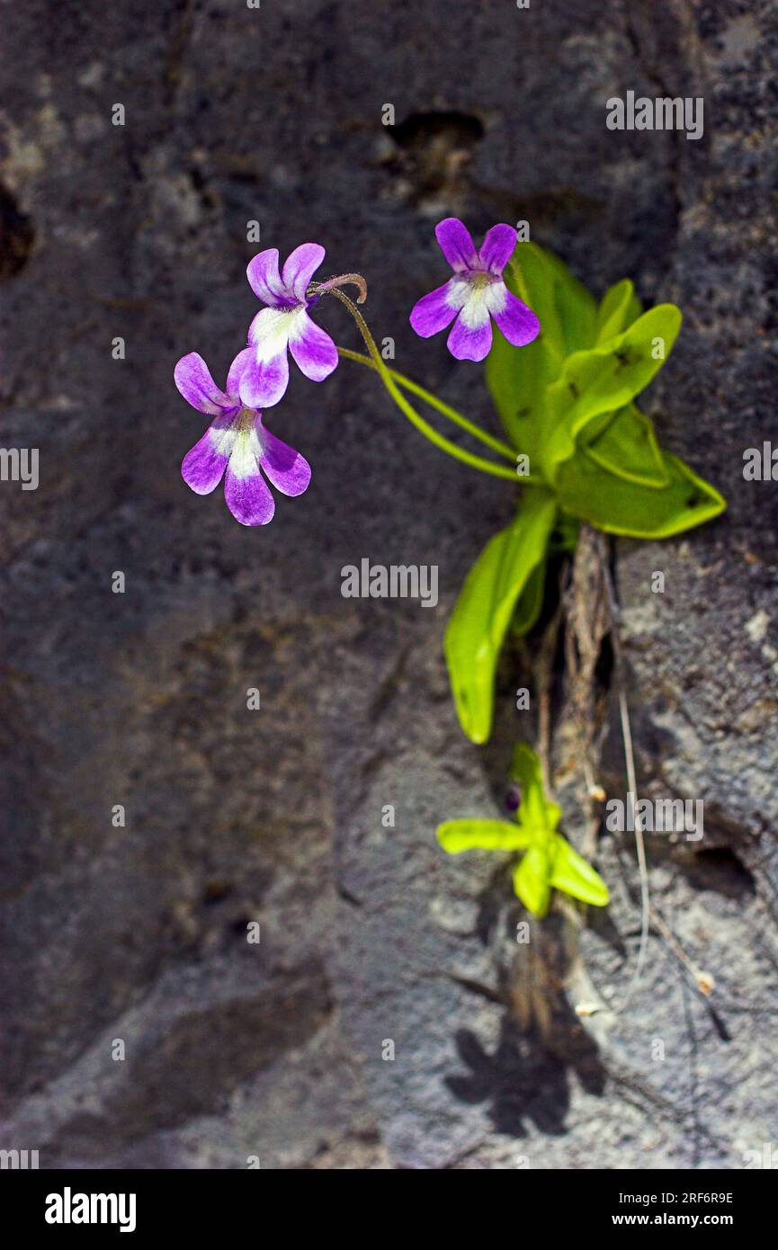 Common Butterwort (Pinguicula vulgaris), Ordesa national park, Pyrenees ...