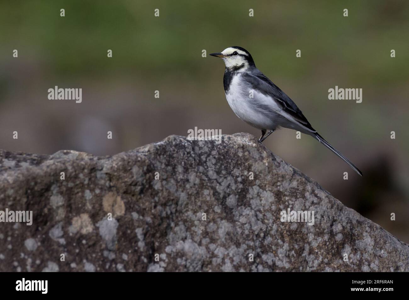 Japanese wagtails hi-res stock photography and images - Alamy