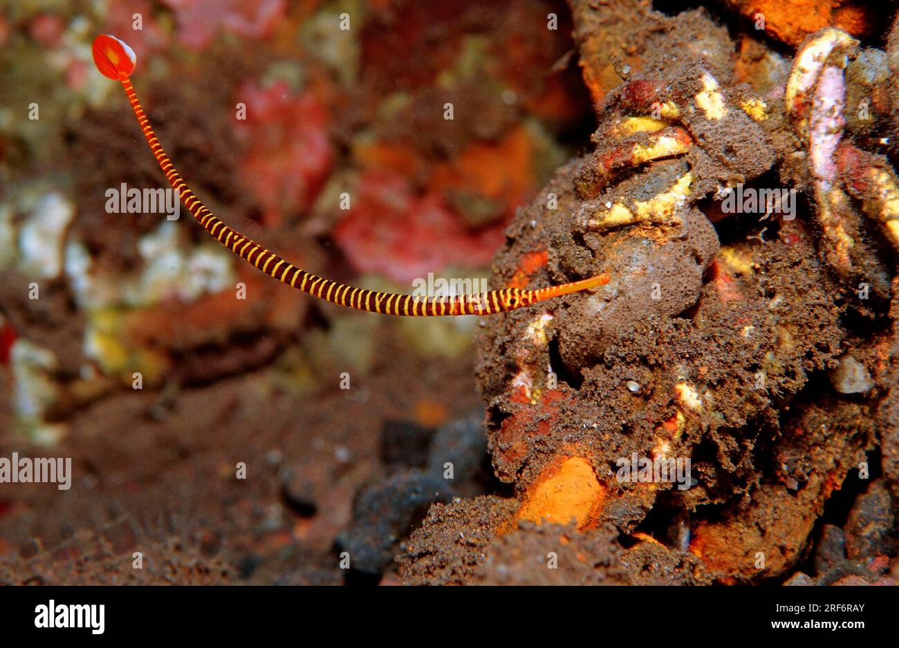 Banded Pipefish, Bali, Indonesia (Doryrhamphus multiannulatus Stock ...