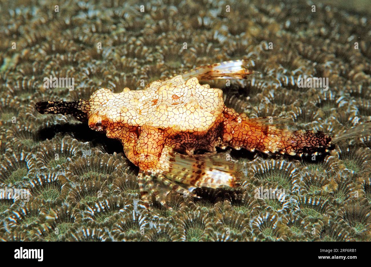 Dwarf winged angelfish (Eurypegasus draconis), Komodo National Park ...