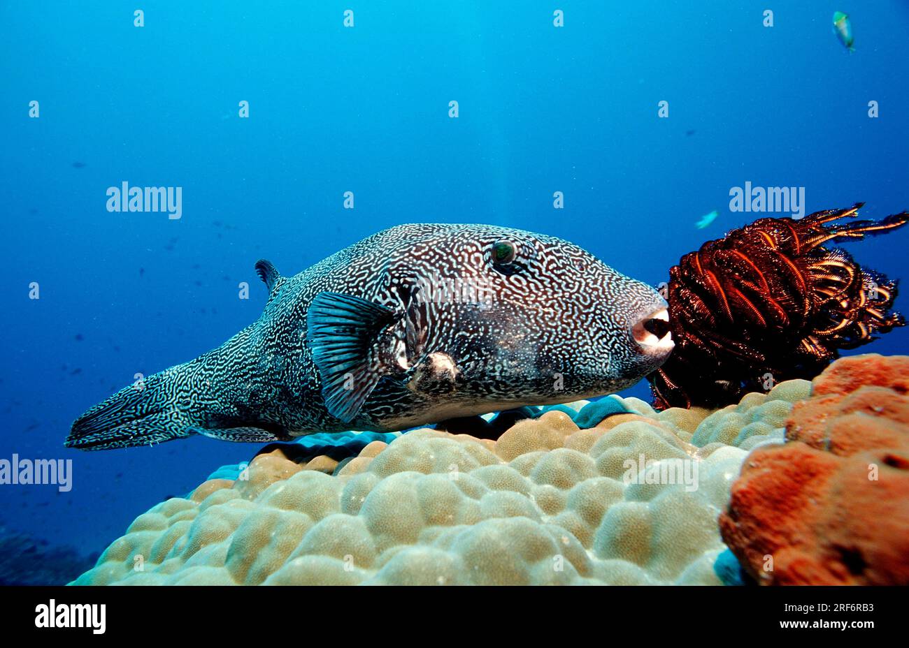 Map puffer (Arothron mappa), Bali, Striped pufferfish, Map pufferfish ...