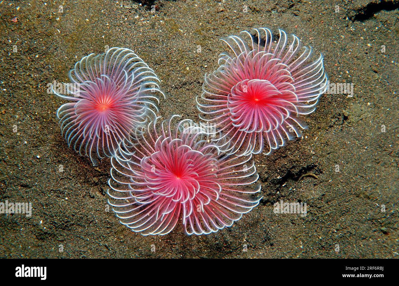 Giant Reef Bristle Worm