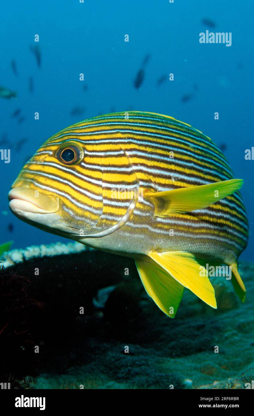 Golden grunt hi-res stock photography and images - Alamy
