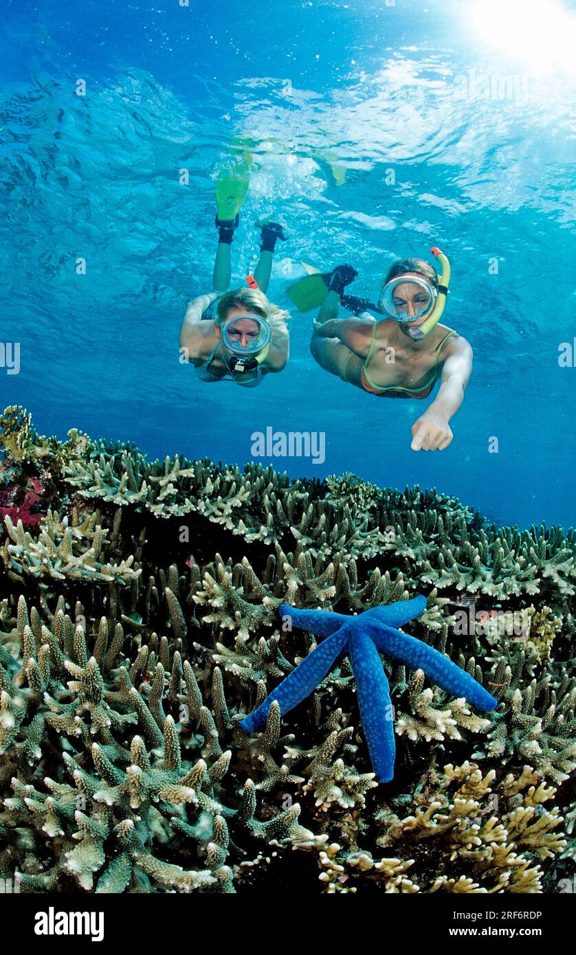 Snorkeler and starfish, Bali, snorkeler, snorkellers, Indonesia Stock ...