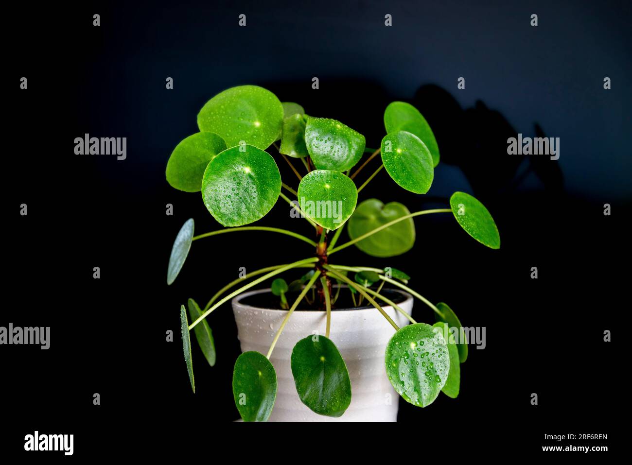 Small Pilea Peperomioides house plant in a gray pot in front of a black ...