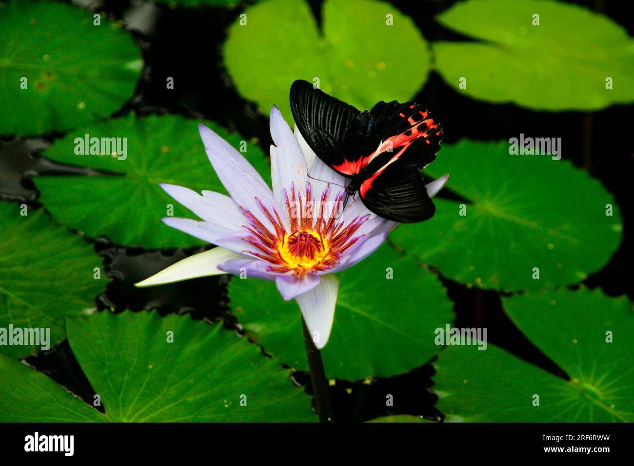 Scarlet Swallowtail (Papilio rumanzovia Stock Photo - Alamy