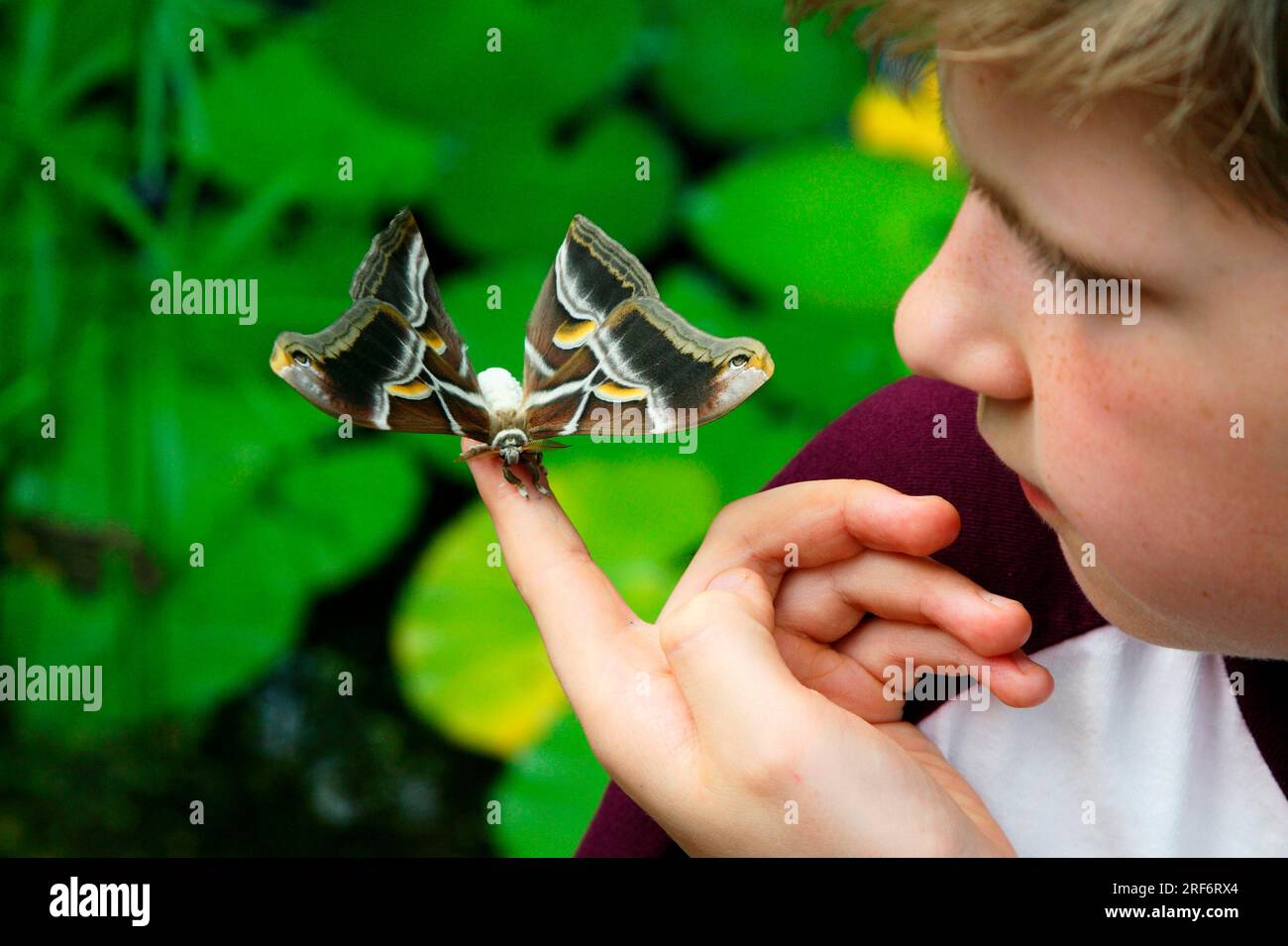 Ailanthus silkmoth (Samia cynthia) on finger, Goddess tree moth Stock ...