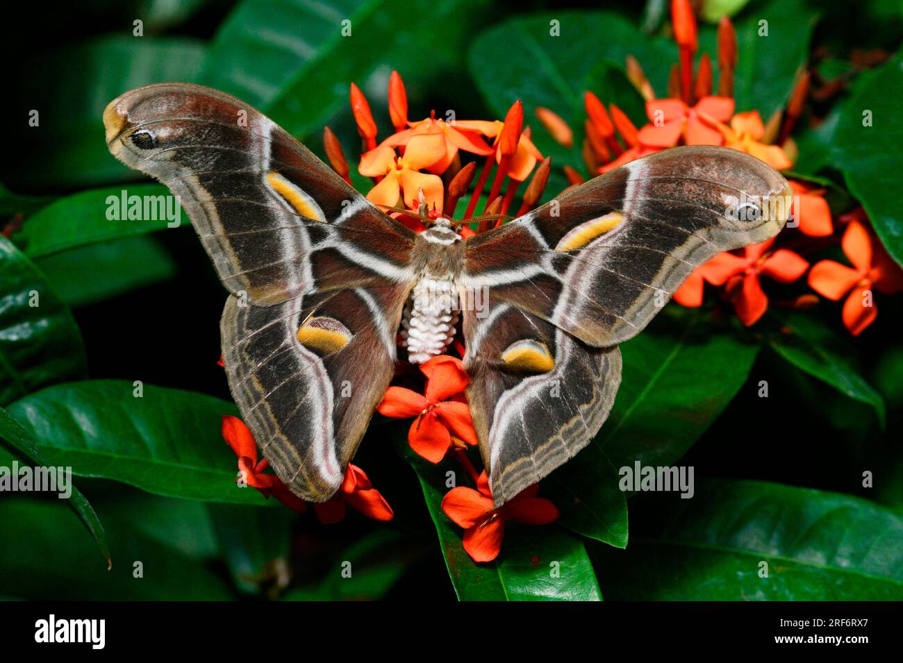 Samia cynthia hi-res stock photography and images - Alamy