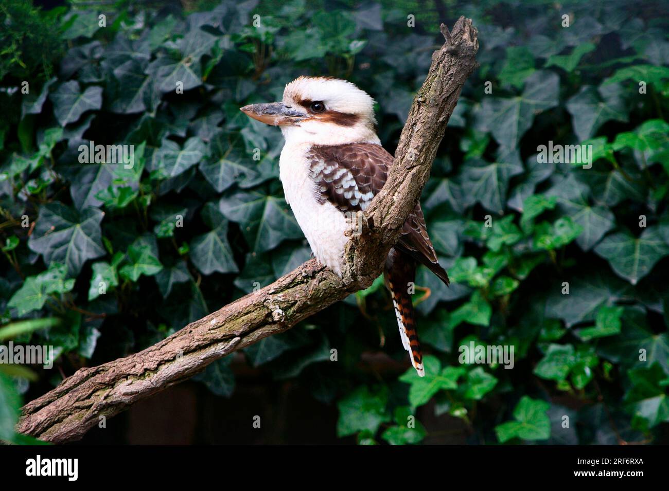 Animal hunter australia hi-res stock photography and images - Alamy