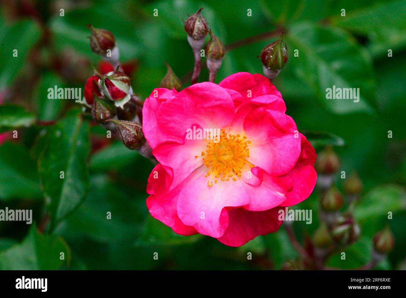 Apothecary Rose (Rosa gallica officinalis Stock Photo - Alamy