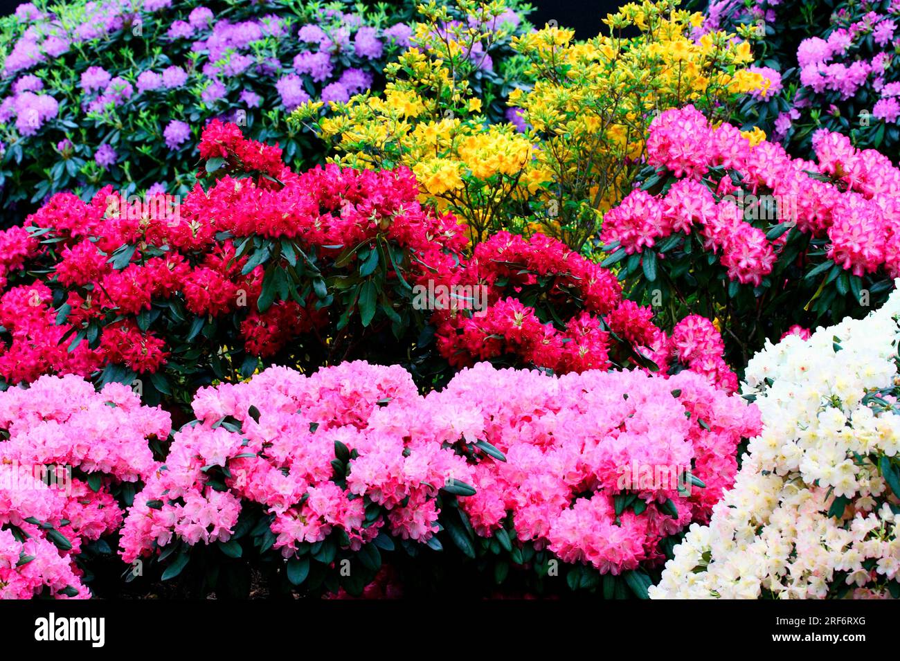 Rhododendren bush hi-res stock photography and images - Alamy