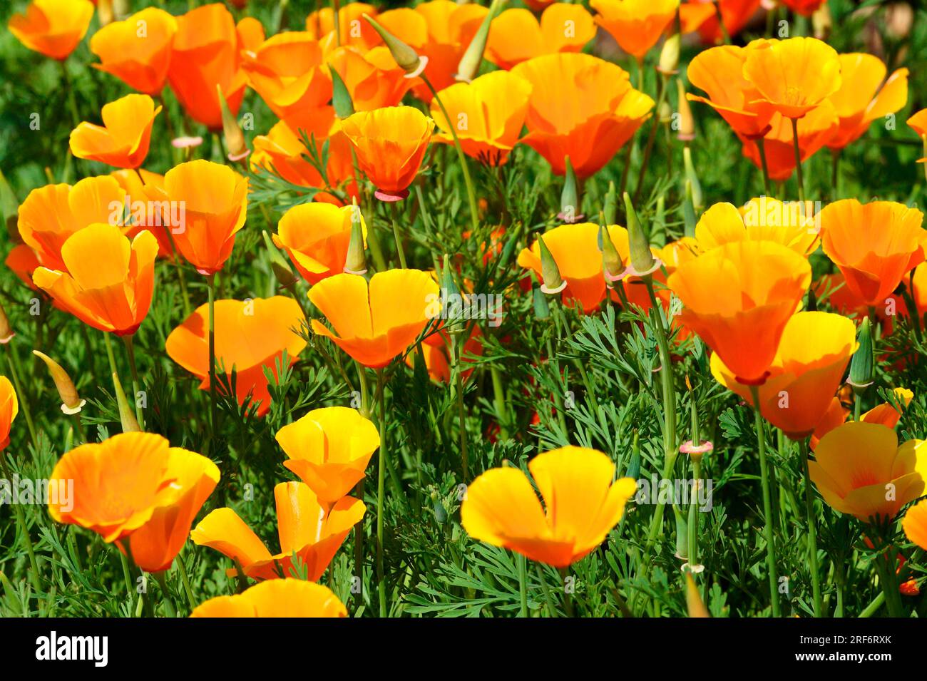 Poppy californian poppy hi-res stock photography and images - Alamy