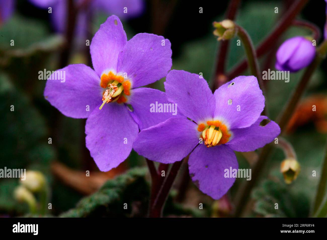 Ramonda myconi hi-res stock photography and images - Alamy