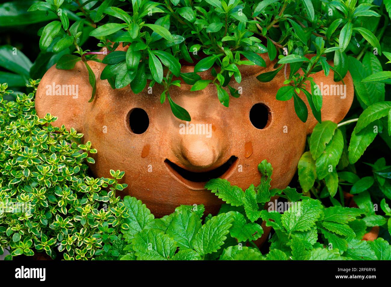 Herbs in the garden hi-res stock photography and images - Alamy