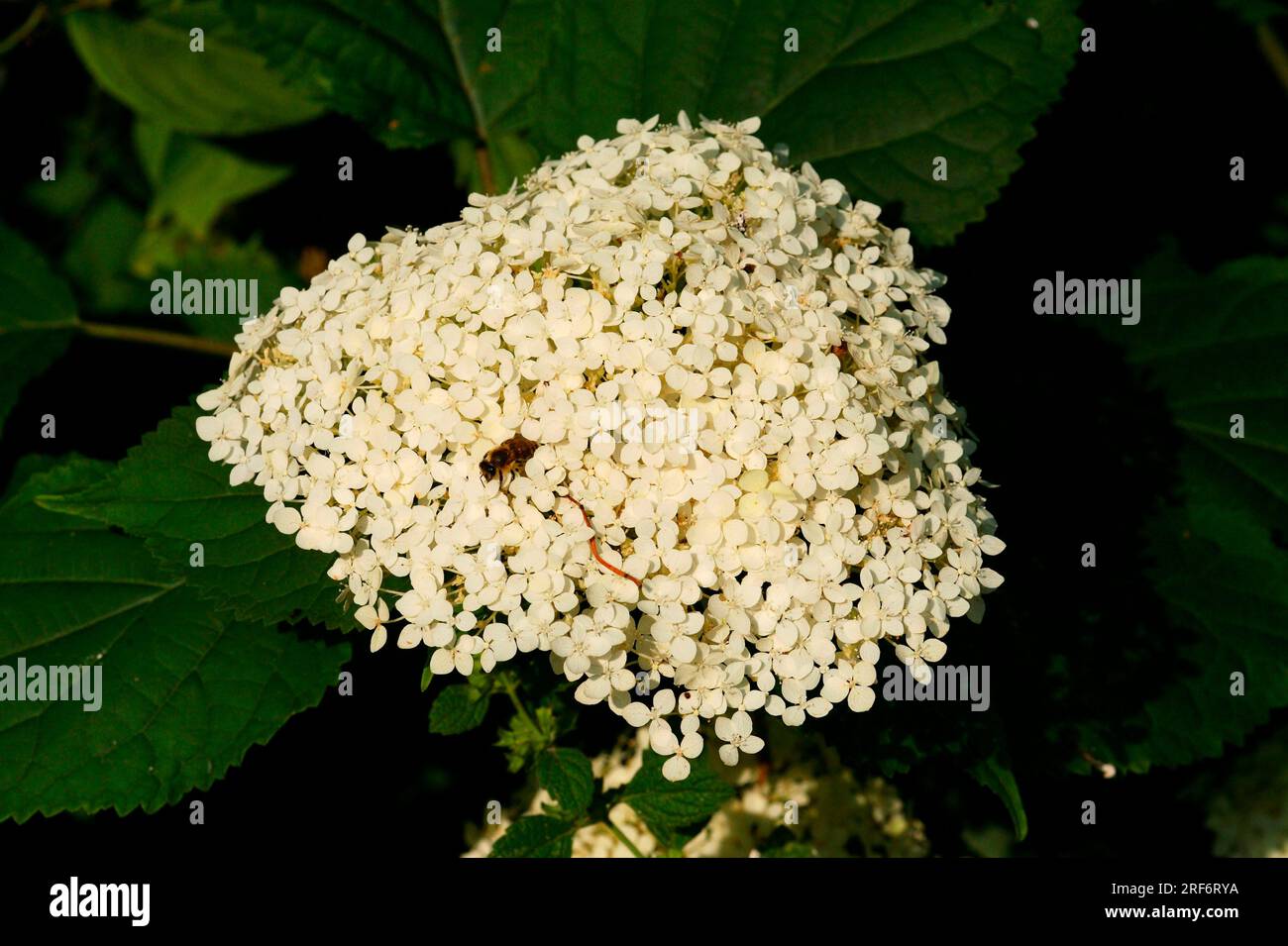 Smooth Hortensia (Hydrangea arborescens Stock Photo - Alamy
