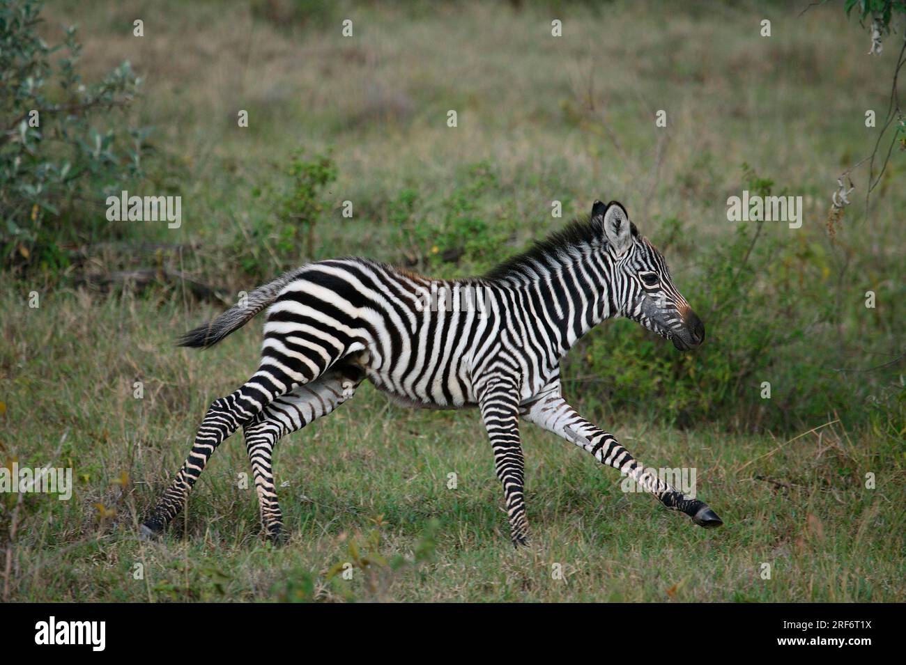Plains Zebra (Equus quagga), Burchell's Zebra (Equus burchelli), Kenya ...