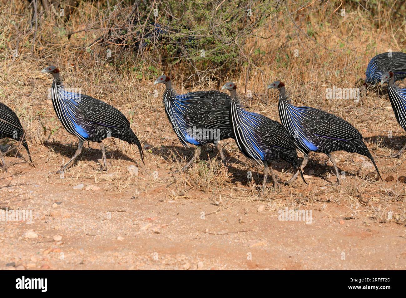 Vulturine guineafowls (Acryllium vulturinum), vulture guinea fowl ...