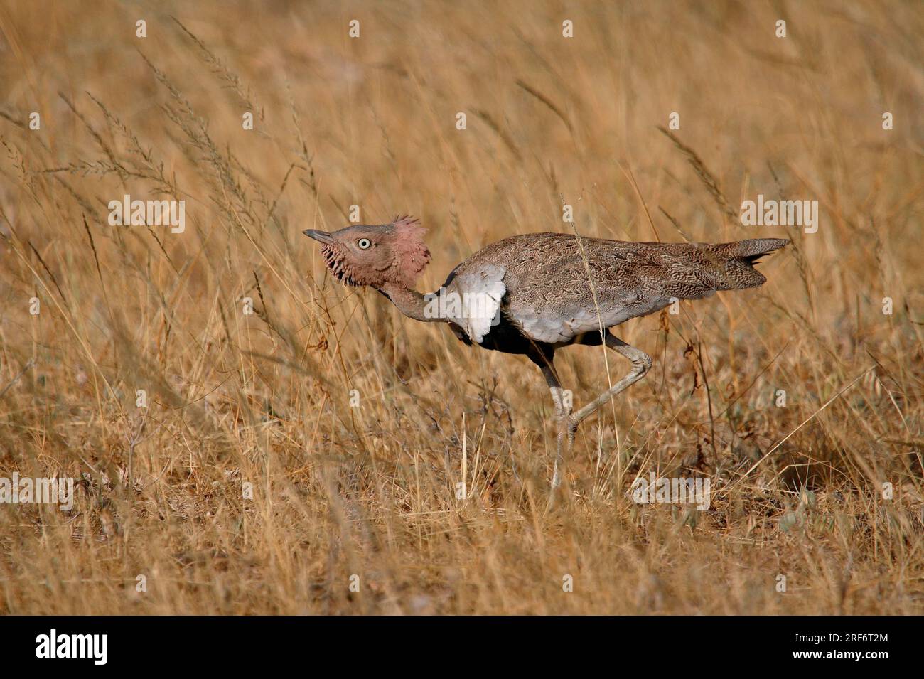 Red-crested Bustard, Samburu Game Reserve, Kenya (Eupodotis ruficrista ...