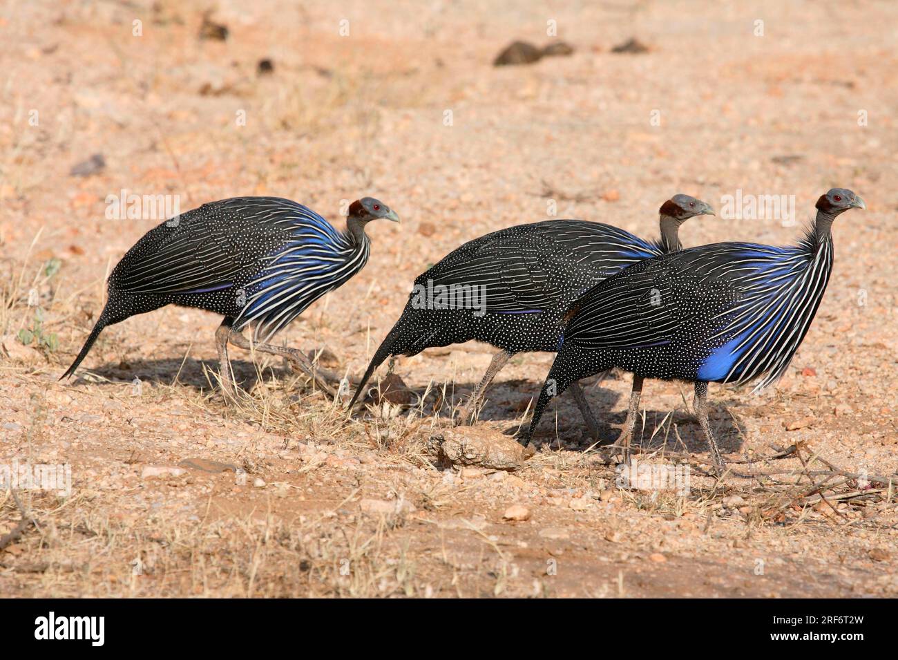 Vulturine guineafowls (Acryllium vulturinum), vulture guinea fowl ...