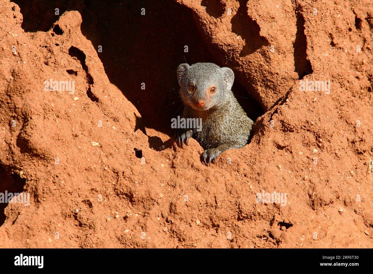 Dwarf Mongoose looking out of termite mound, Samburu National Reserve ...