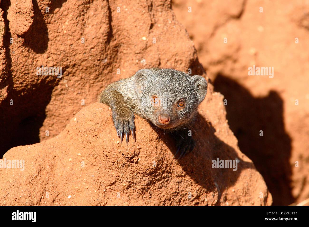 Dwarf mongoose on termite mound, Samburu Reserve (Helogale undulata ...