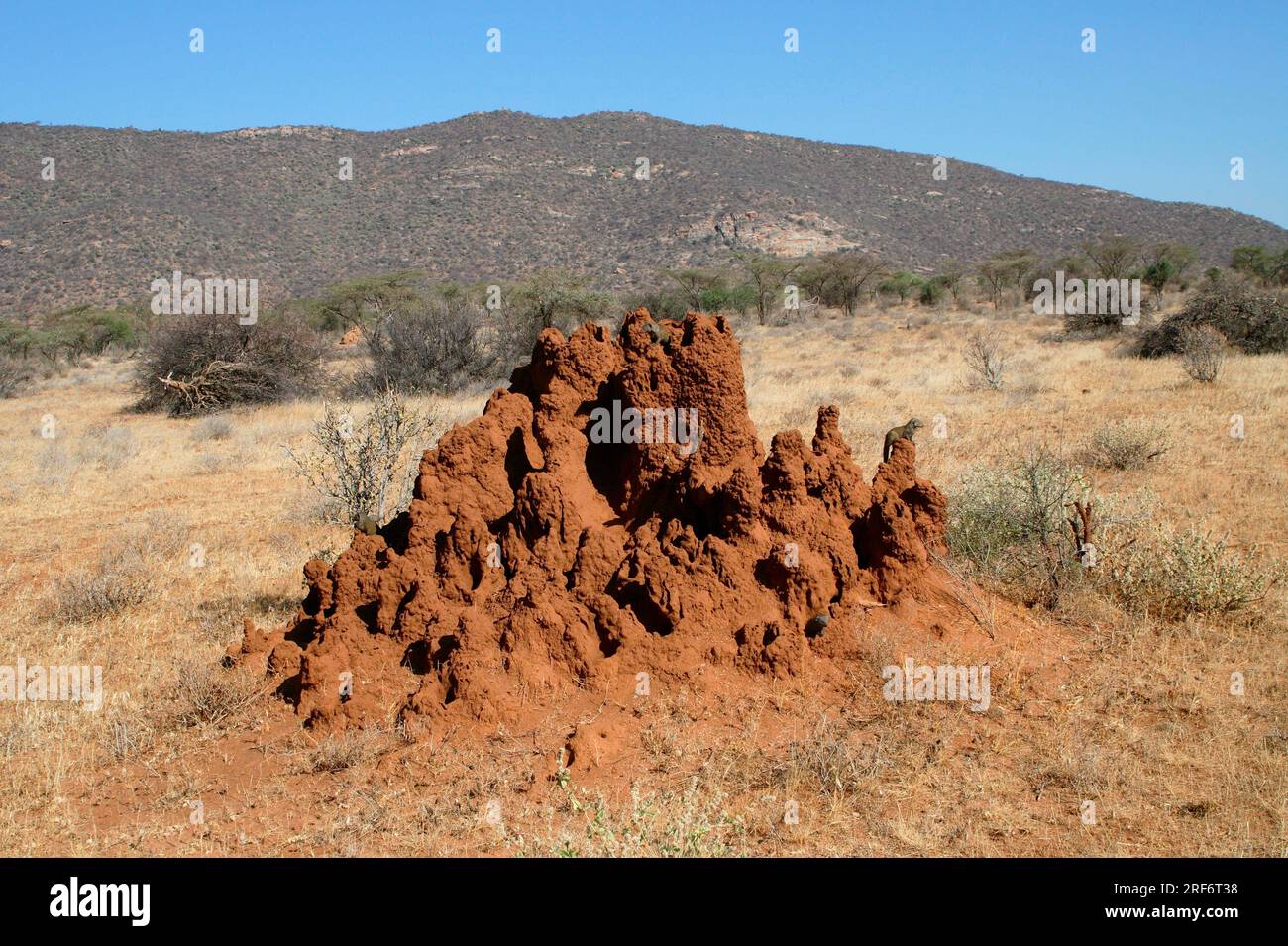 Dwarf mongoose on termite mound, Samburu Reserve (Helogale undulata ...