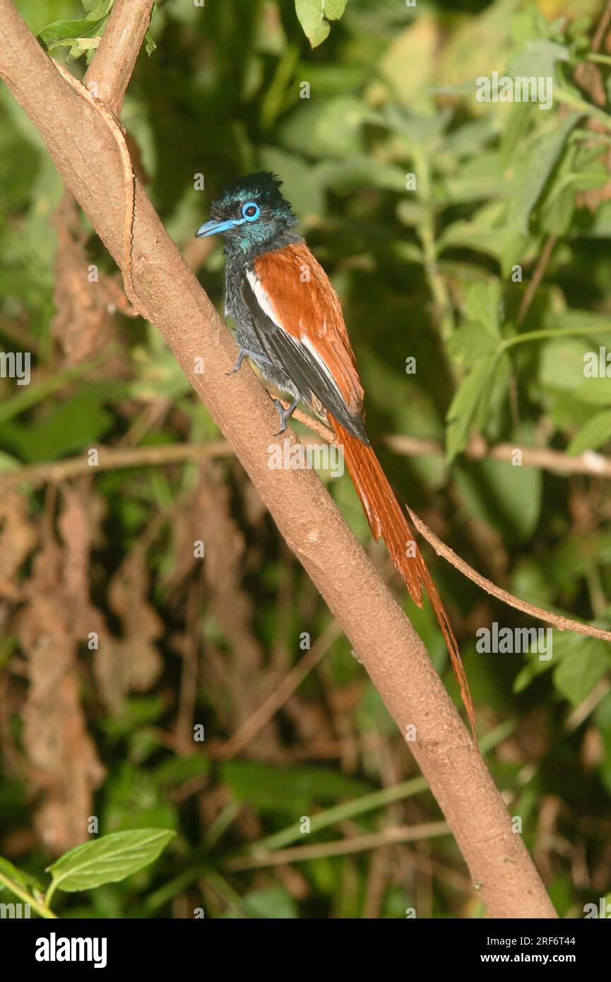 African paradise flycatcher hi-res stock photography and images - Alamy