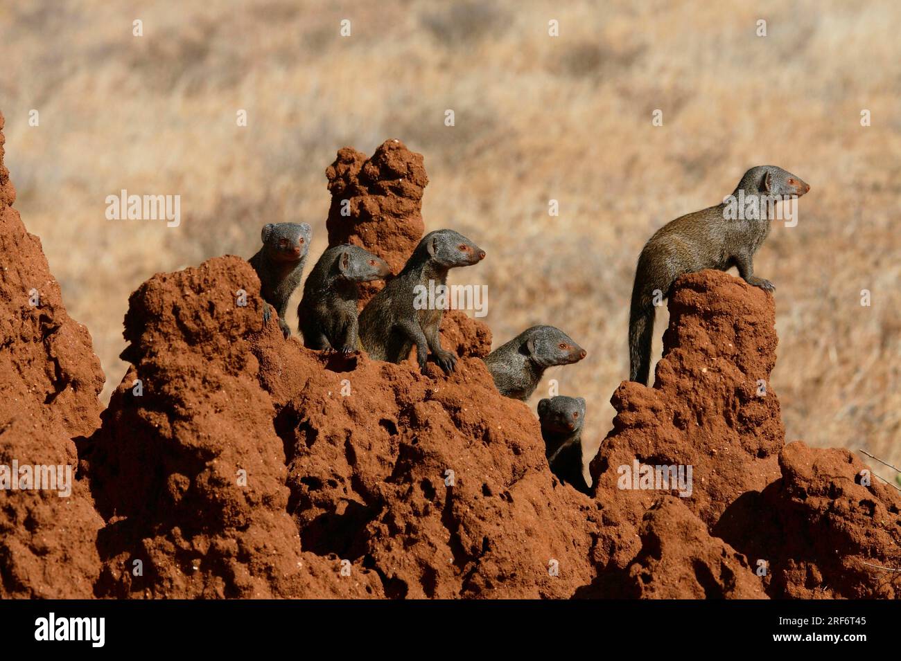 Dwarf mongoose on termite mound, Samburu Reserve (Helogale undulata ...