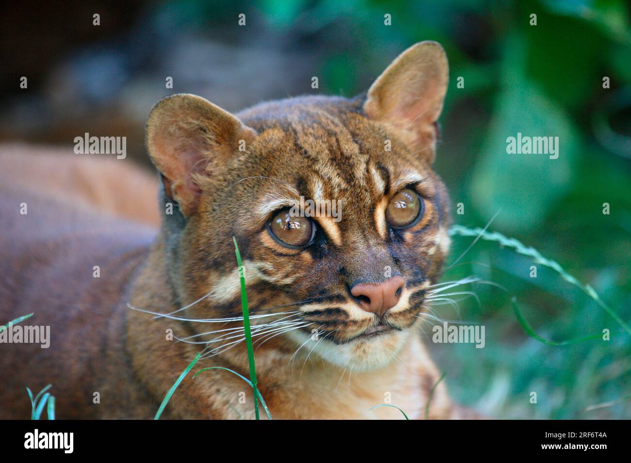 Asian Golden Cat (Felis temmincki Stock Photo - Alamy